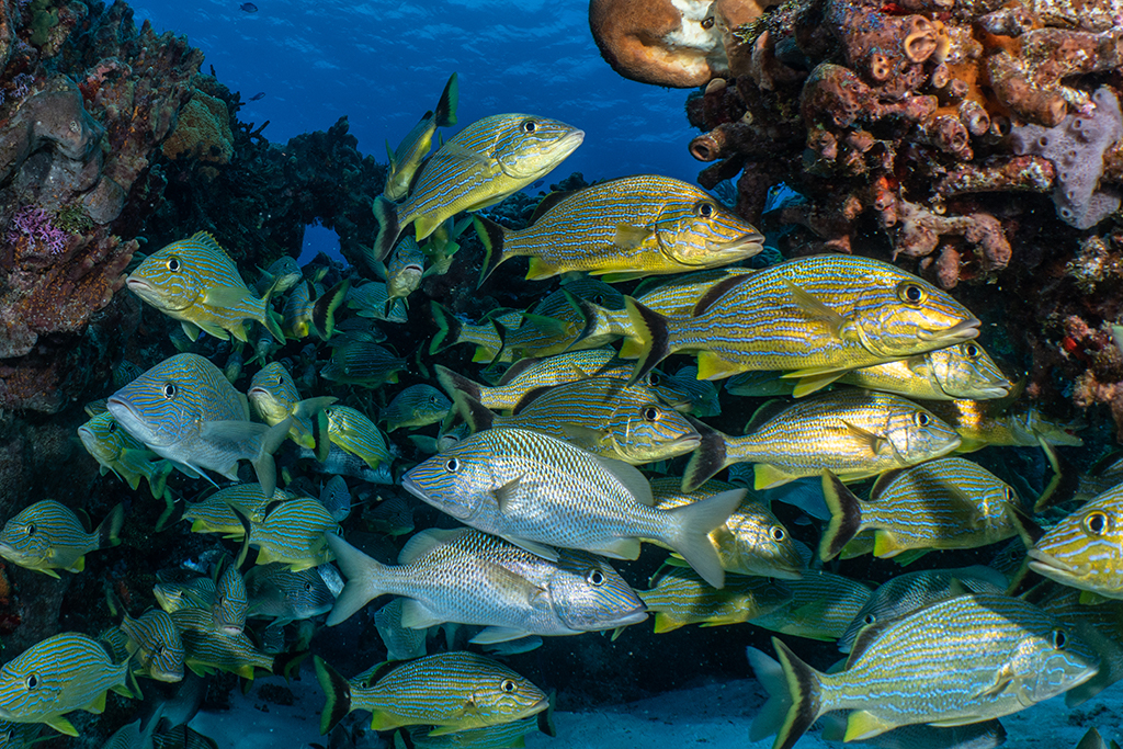 MAR_Summit_GS_169 – Rare :: Fish Forever Data Portal